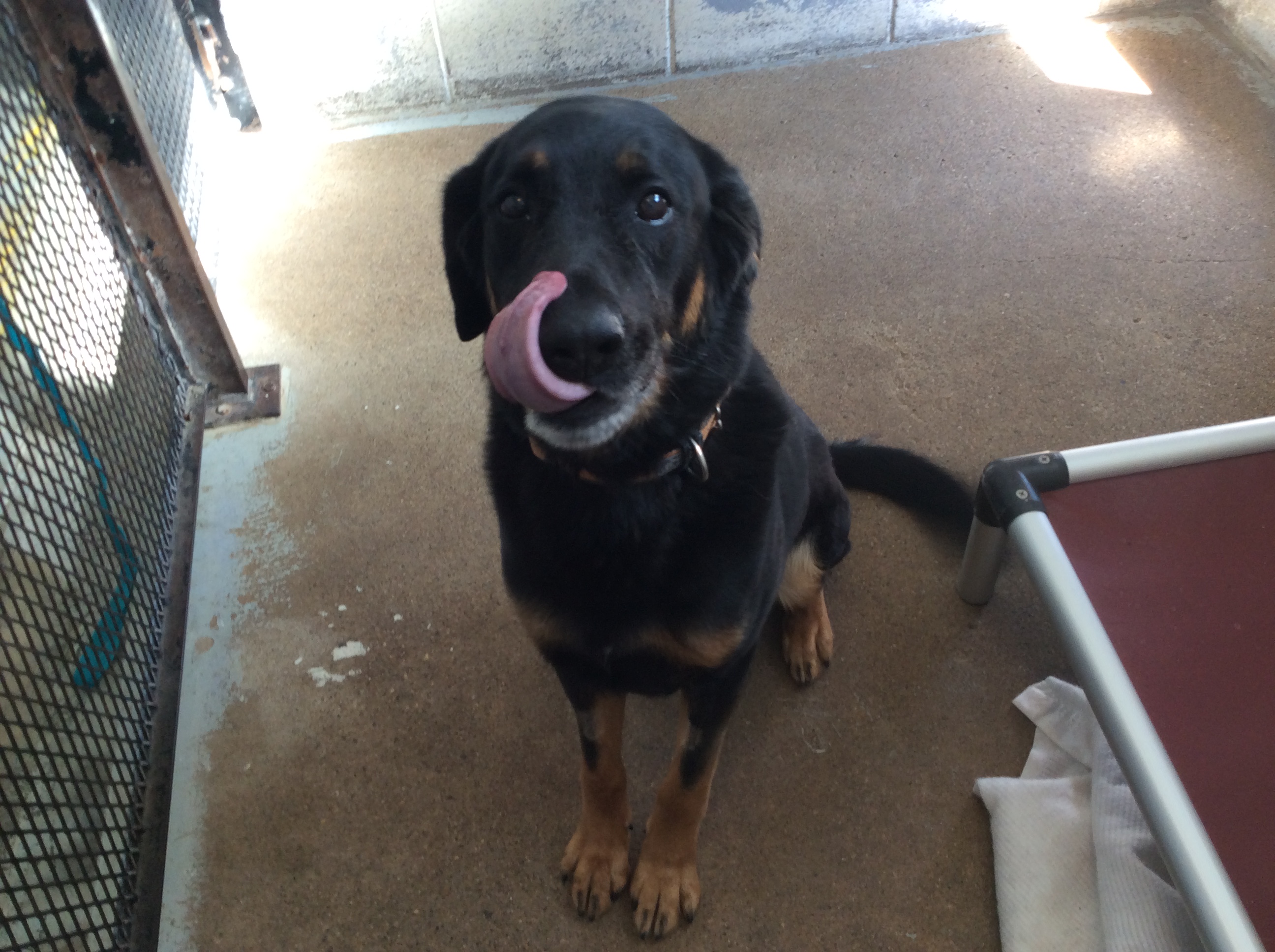 Furry Friend Friday: Meet Jayden! - SwiftCurrentOnline.com - Local news ...