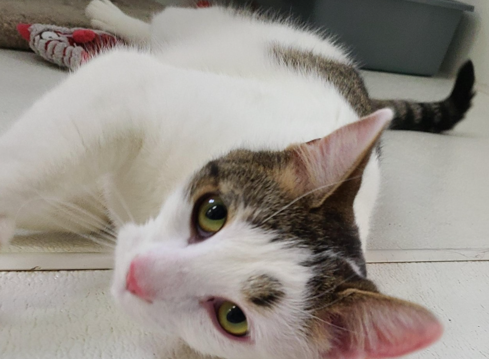 Furry Friend Friday: Meet Huck! - SwiftCurrentOnline.com - Local news ...