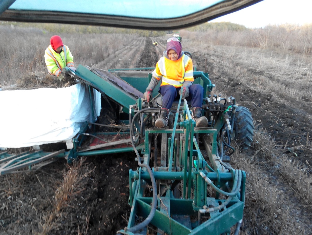 Indian Head Tree Nursery in Limbo - SwiftCurrentOnline.com - Local news ...